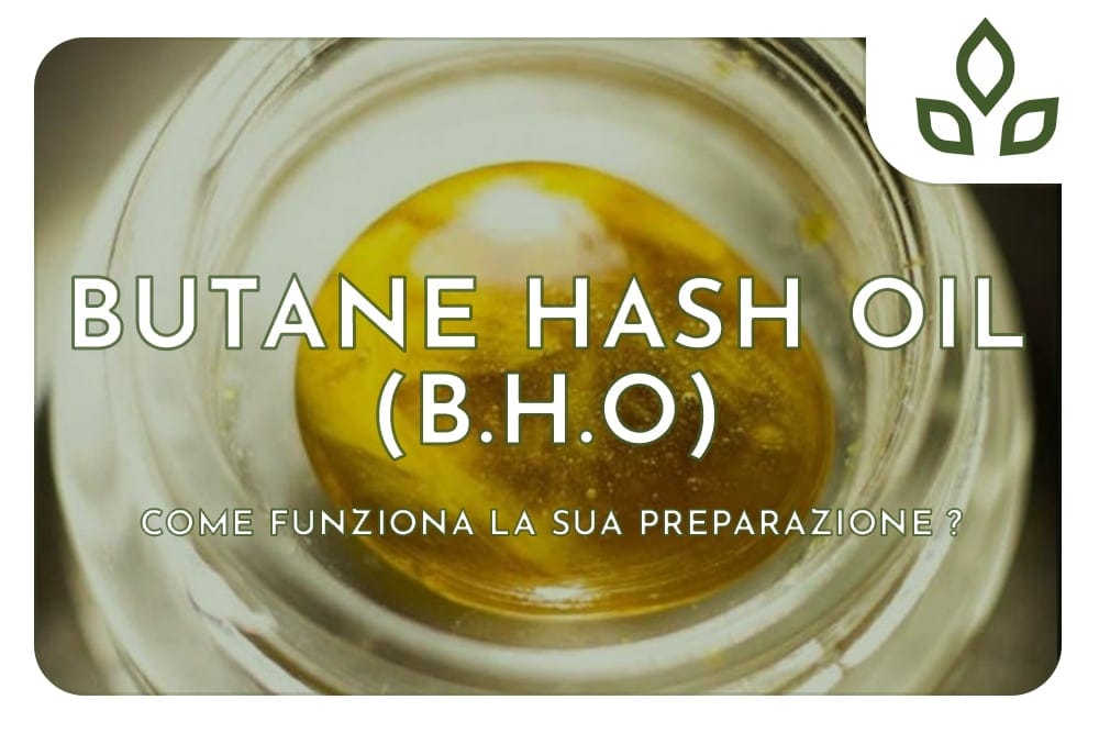 Guida alla preparazione del BHO (Butane Hash Oil) - CBD Therapy Delivery