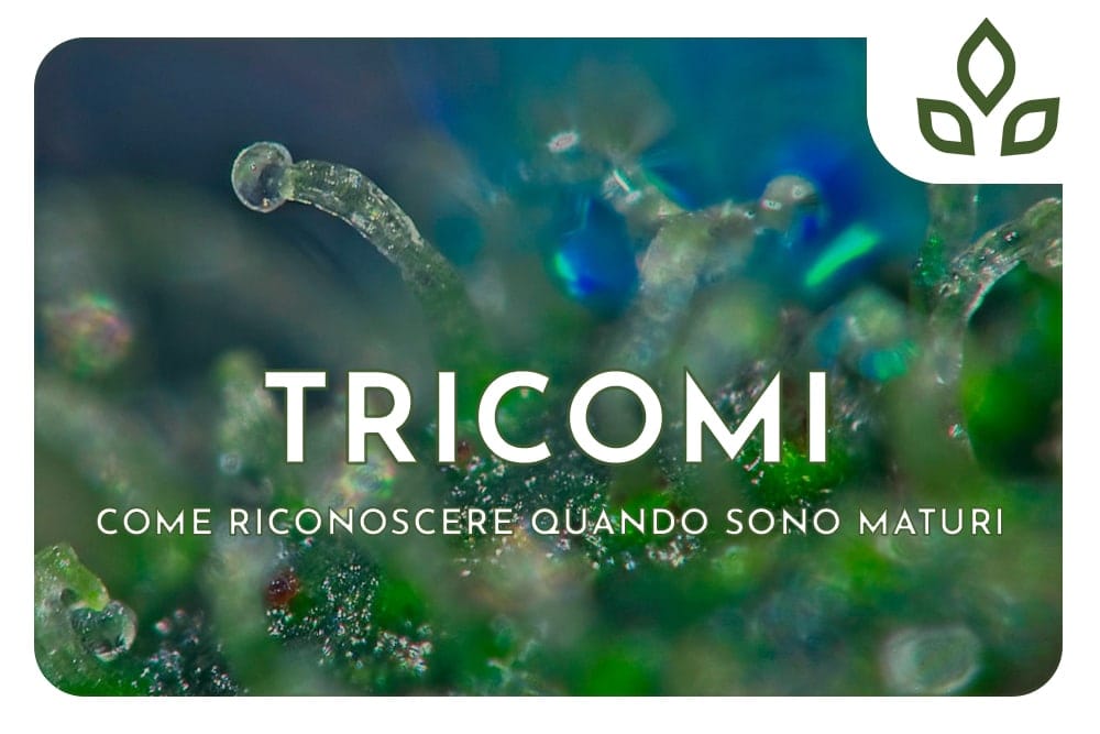Tricomi: come riconoscere quando sono maturi - CBD Therapy Delivery