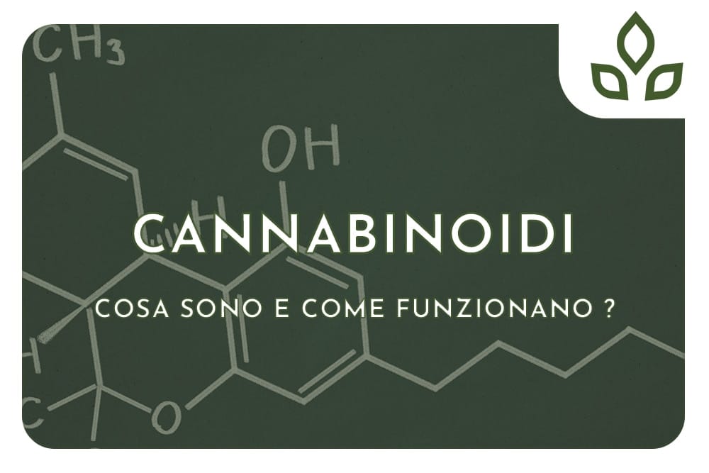 Cannabinoidi: cosa sono e come funzionano - CBD Therapy Delivery